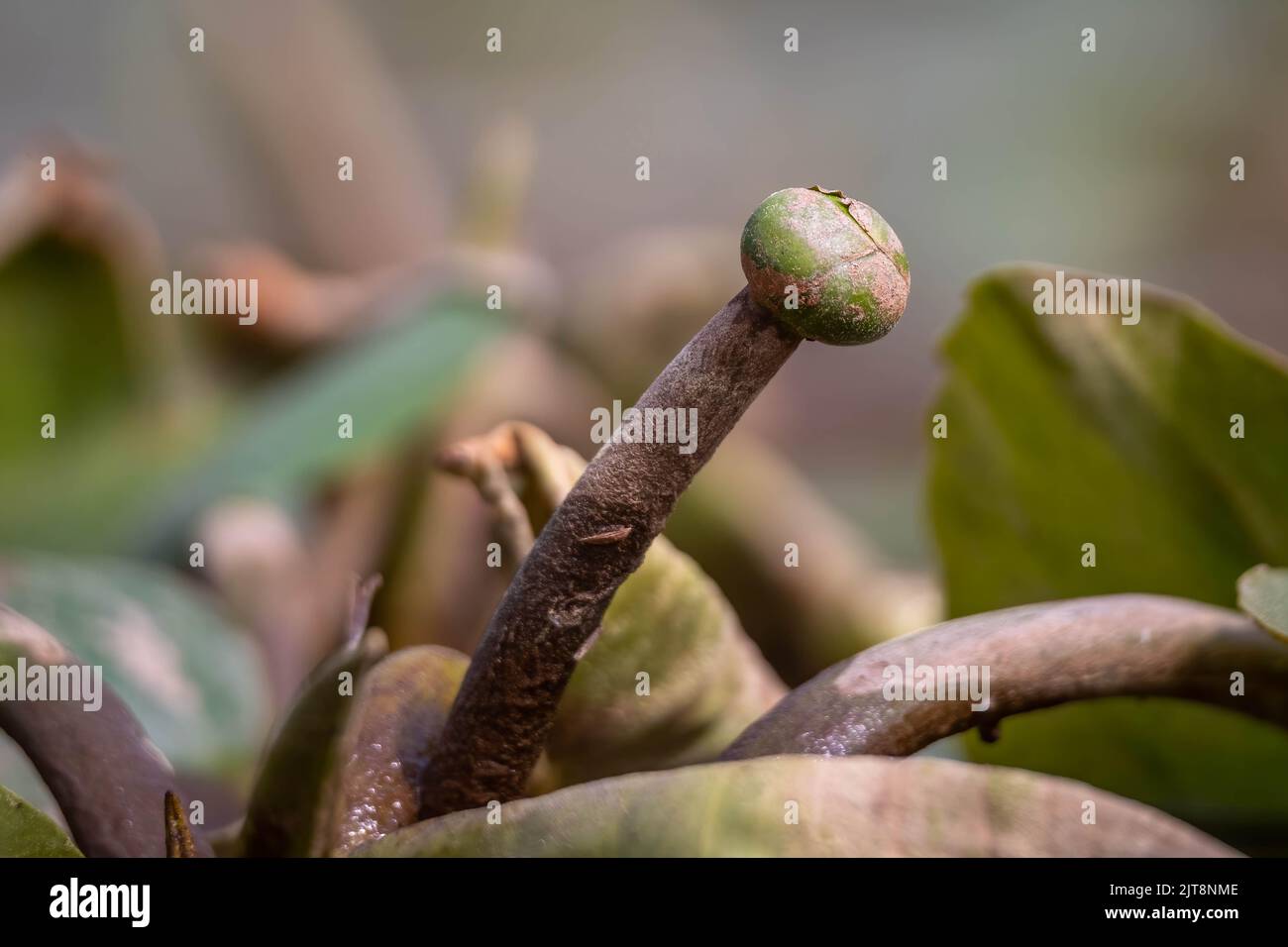 The unopened bloom of the aquatic Spatterdock or Cow Lily (Nuphar ...