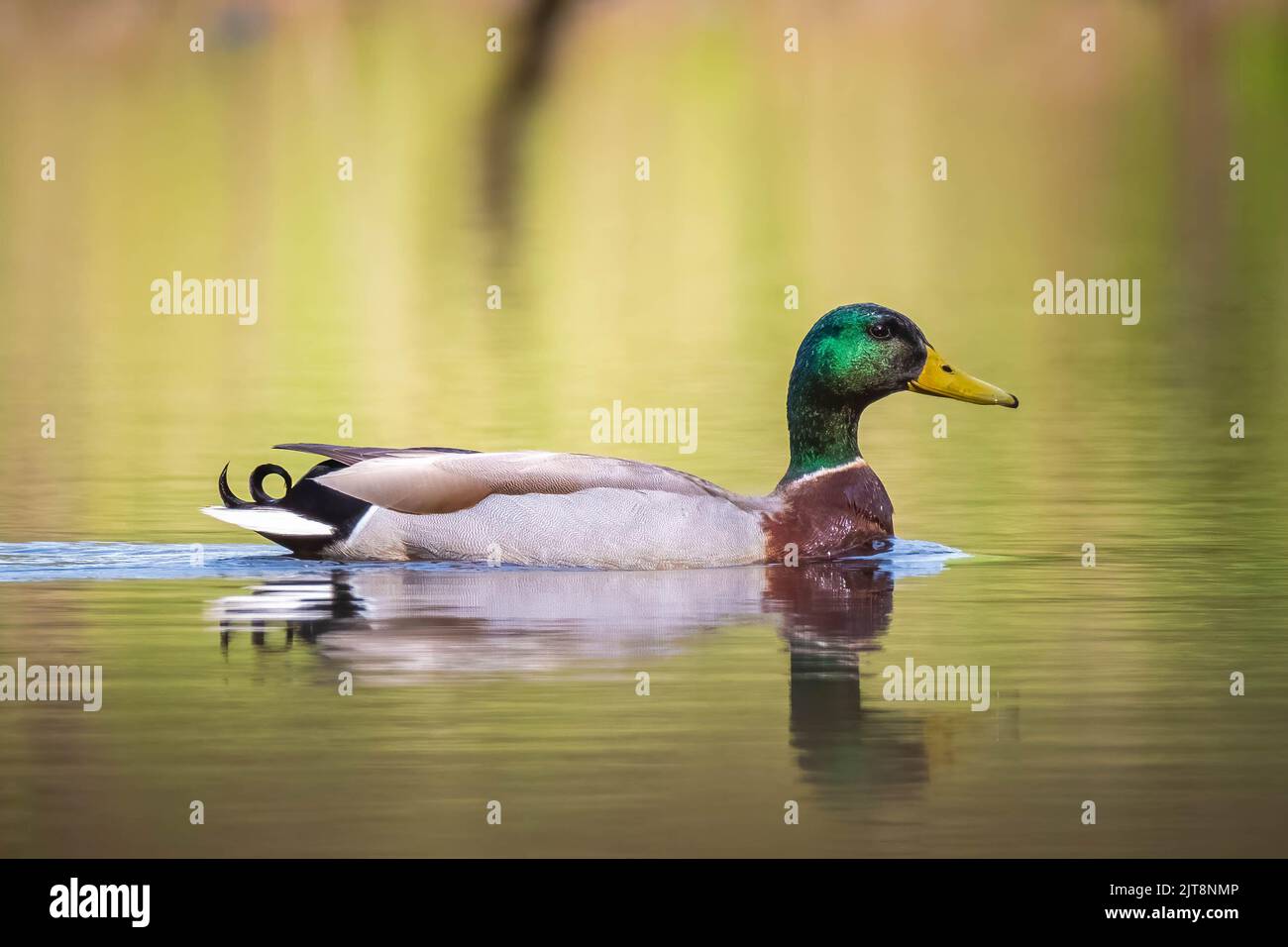 Profile of a male Mallard, (Anas platyrhynchos) with a soft background ...