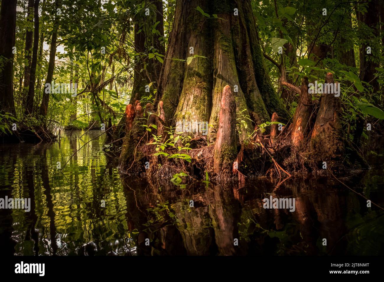 A scenic display of cypress tree knees in the swamp along the kayaking ...