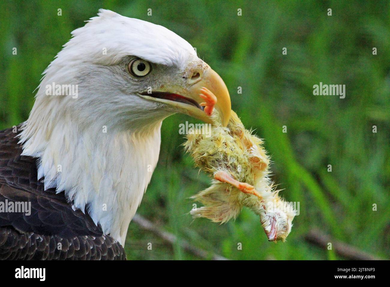 Eagle Dead On Hammers