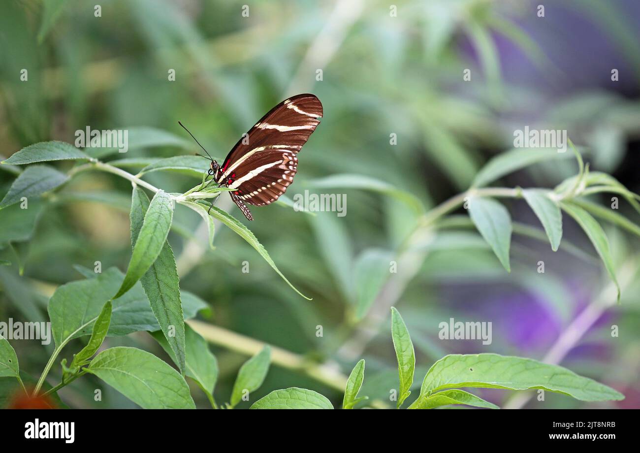 Longwings hi-res stock photography and images - Alamy