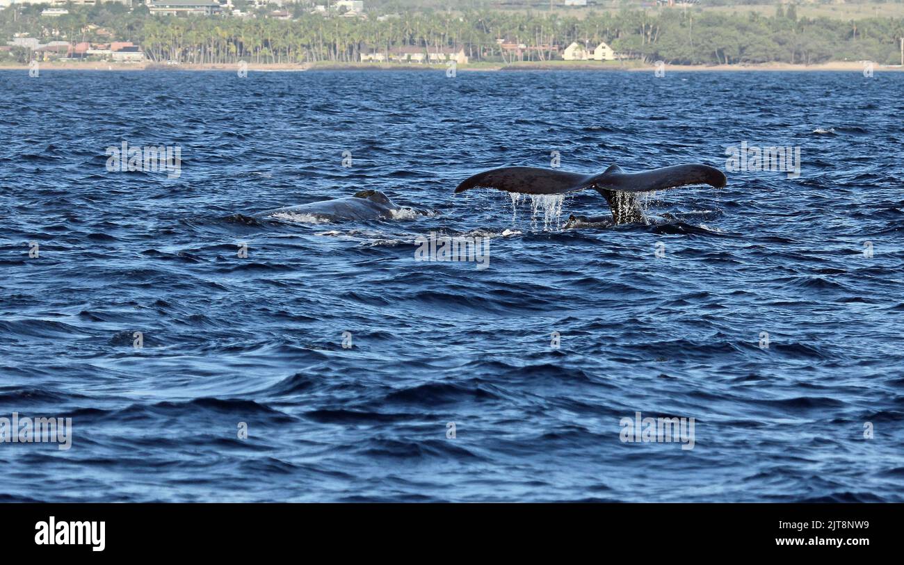 Whales tail - Maui, Hawaii Stock Photo - Alamy