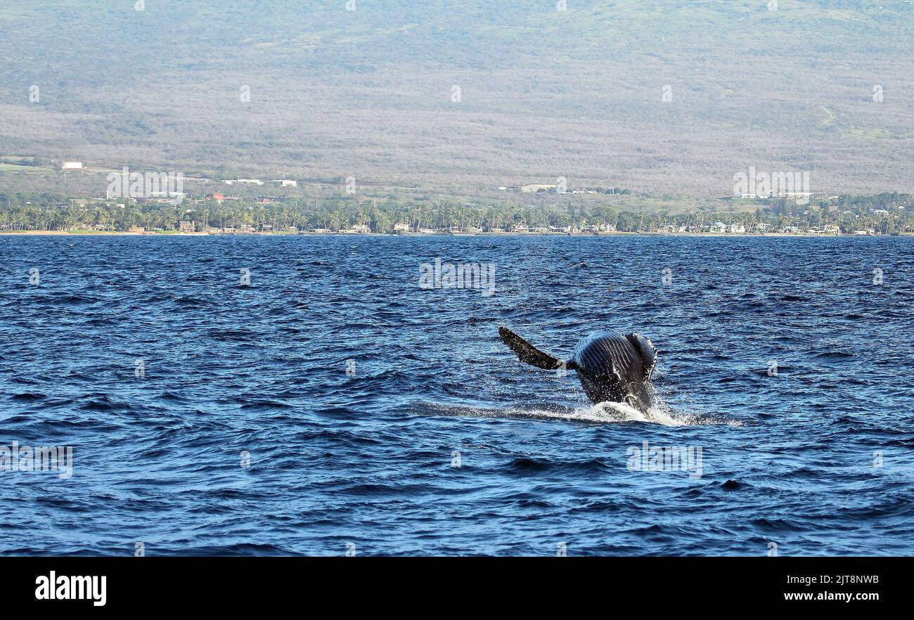 Jumping whale - Maui, Hawaii Stock Photo - Alamy