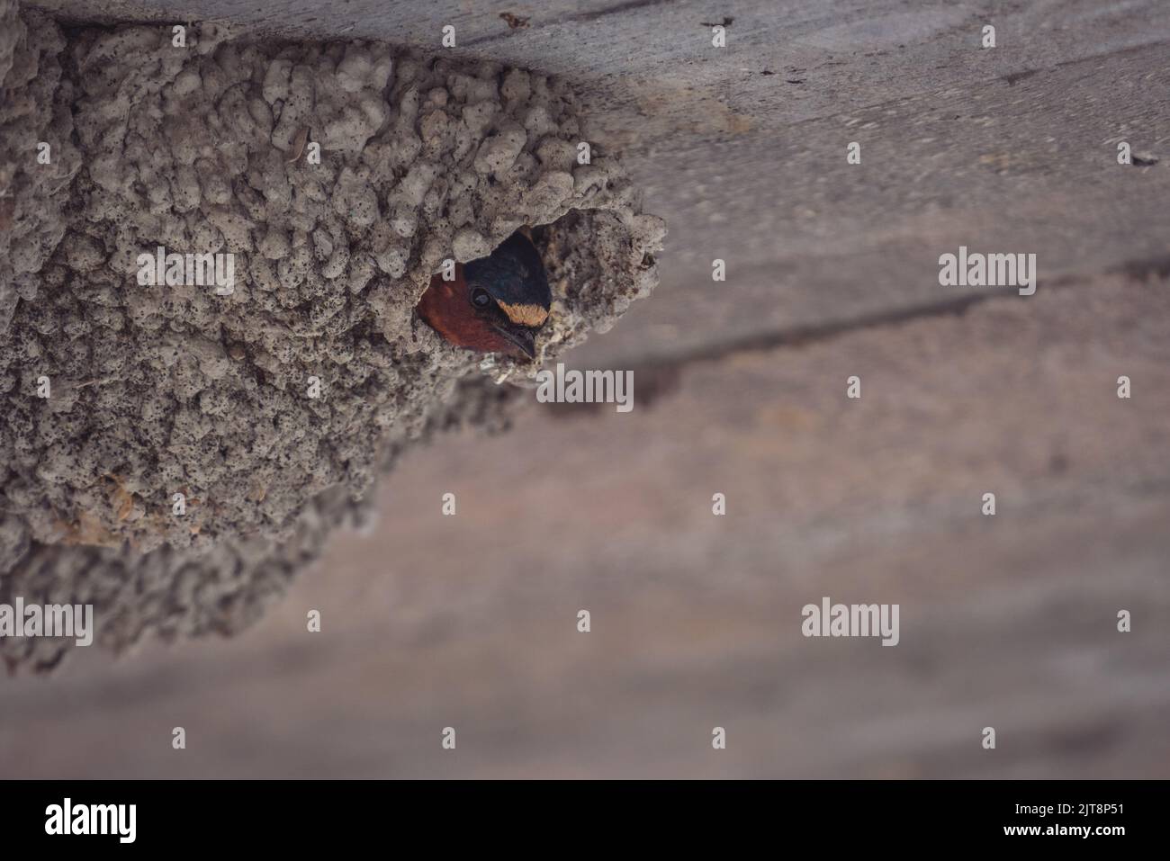 A selective focus shot of a Common house martin in a nest Stock Photo ...