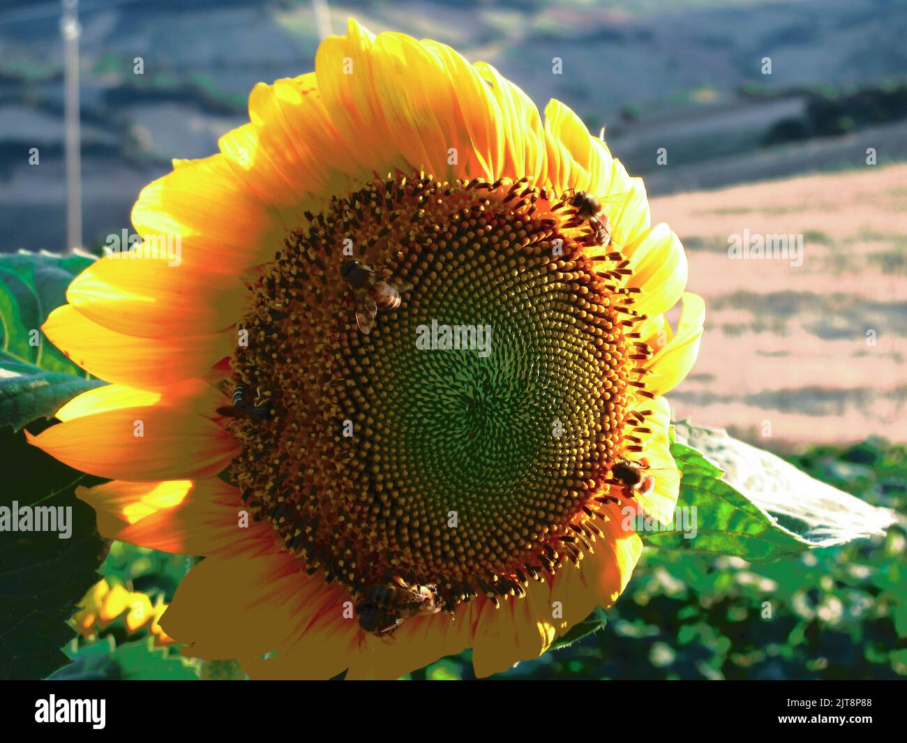 Image of bees while they are pollinating a sunflower Stock Photo - Alamy