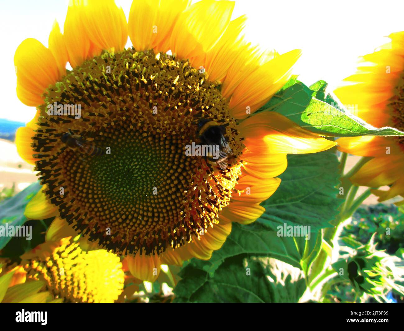 Image of bees while they are pollinating a sunflower Stock Photo - Alamy