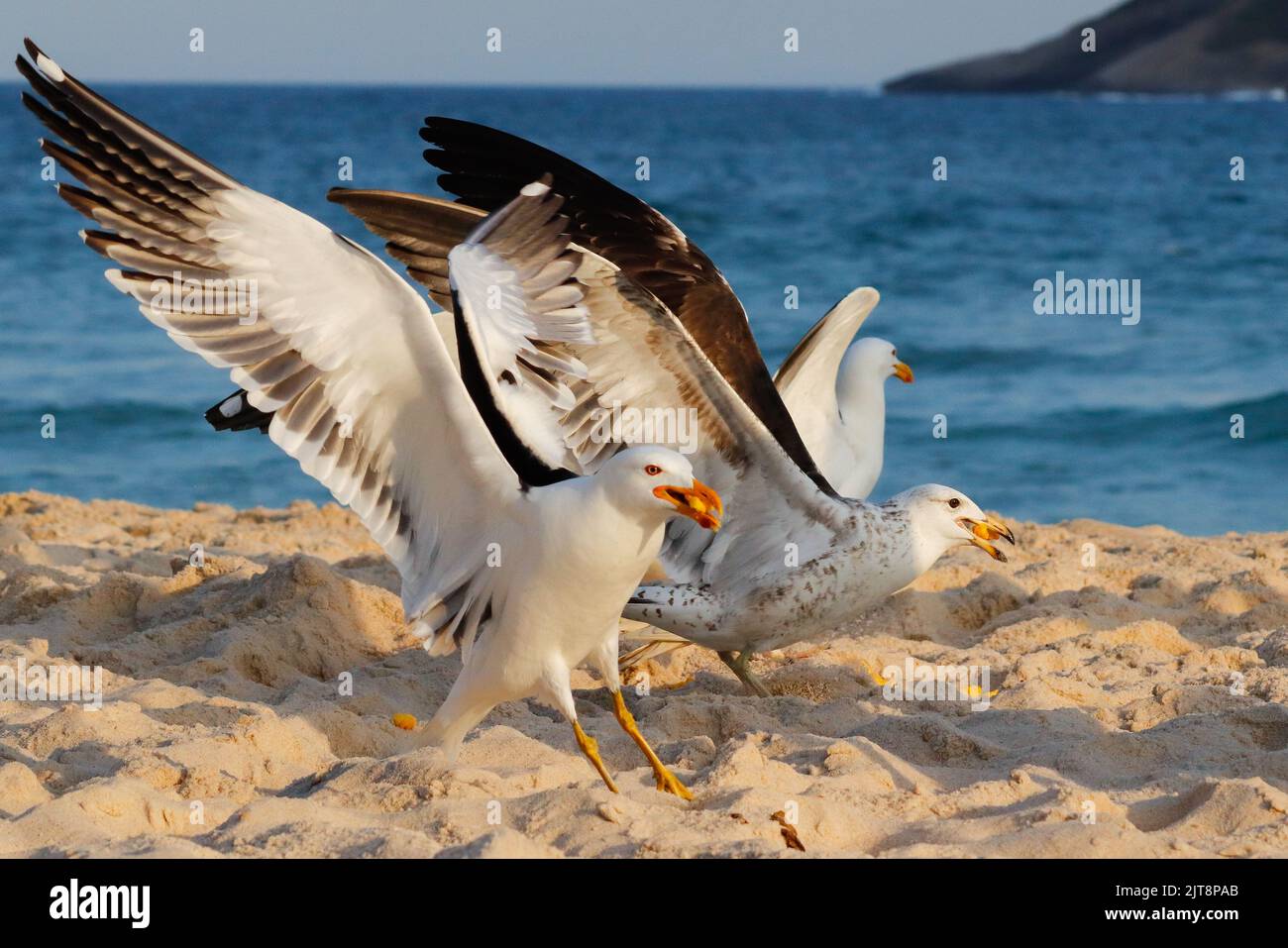Seagulls at Grumari Beach, one of the wildest and most beautiful ...