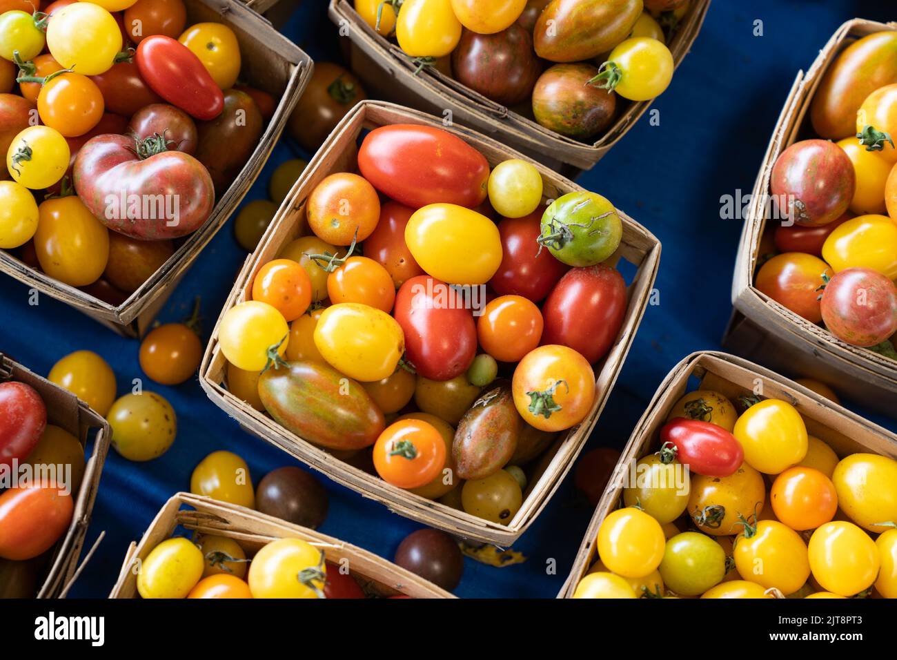 Multicolored tomatoes, pattern of yellow, red and orange cherry ...