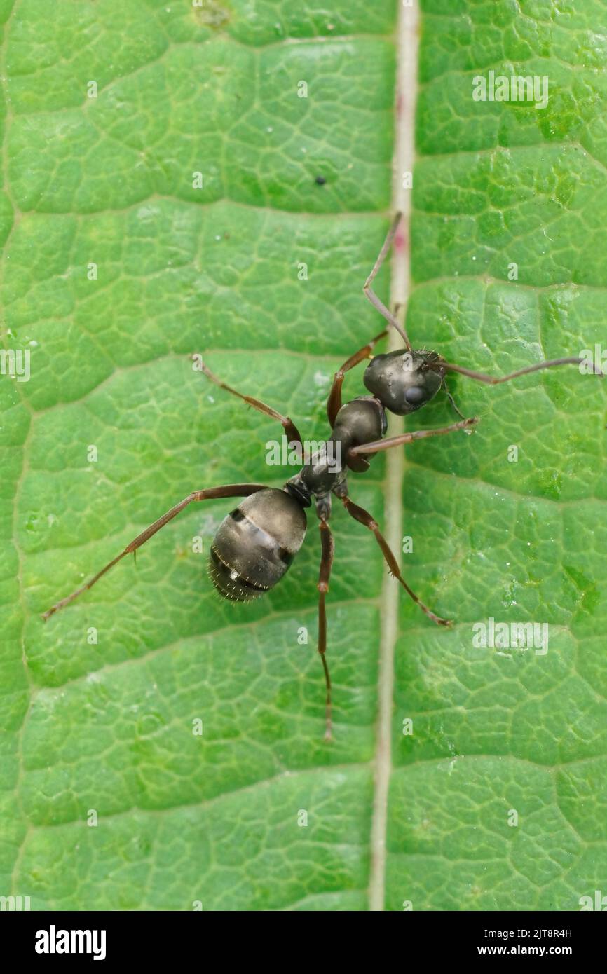 Mound ants field ants hi-res stock photography and images - Alamy