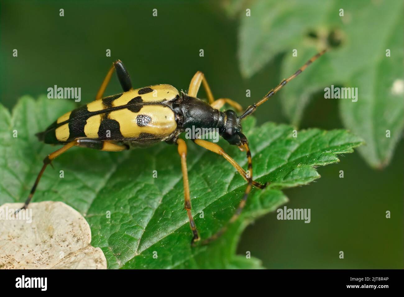 Beetle rutpela maculata longhorn bug hi-res stock photography and ...