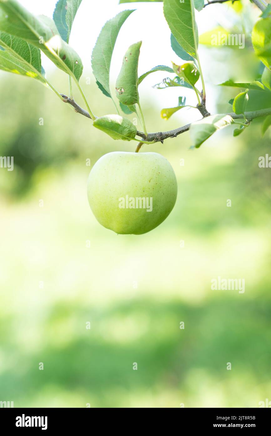 Ripe green apple on a branch of an apple tree Stock Photo - Alamy