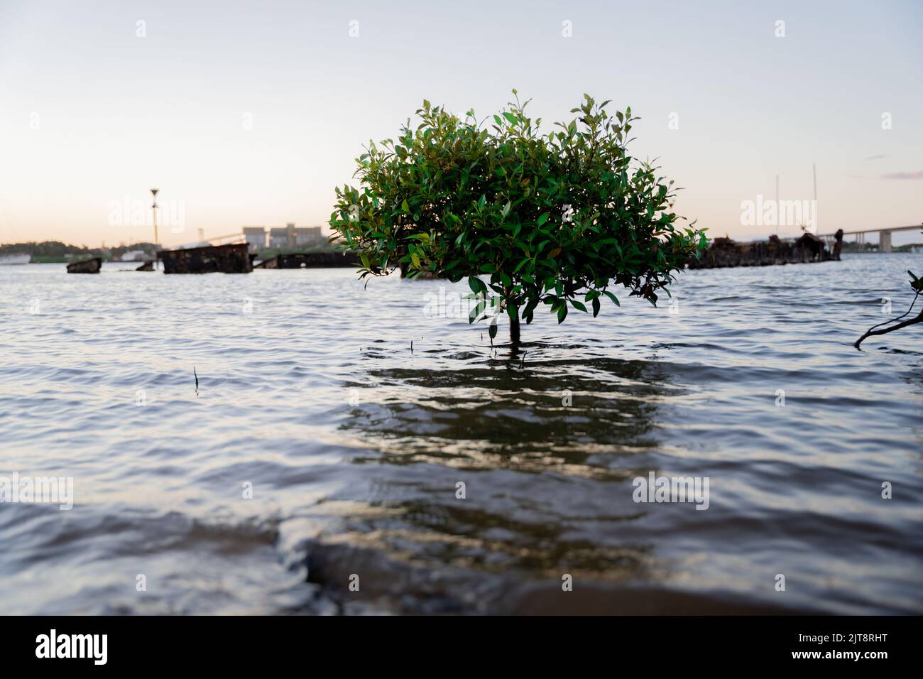 A beautiful green tree growing in water on a beach Stock Photo - Alamy