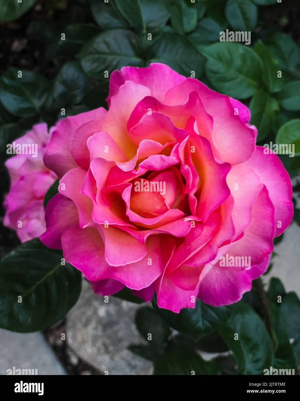 A vertical closeup of a beautiful pink rose flower in a garden Stock ...