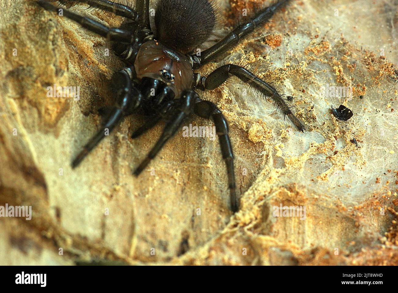 Tunnelweb spider hi-res stock photography and images - Alamy