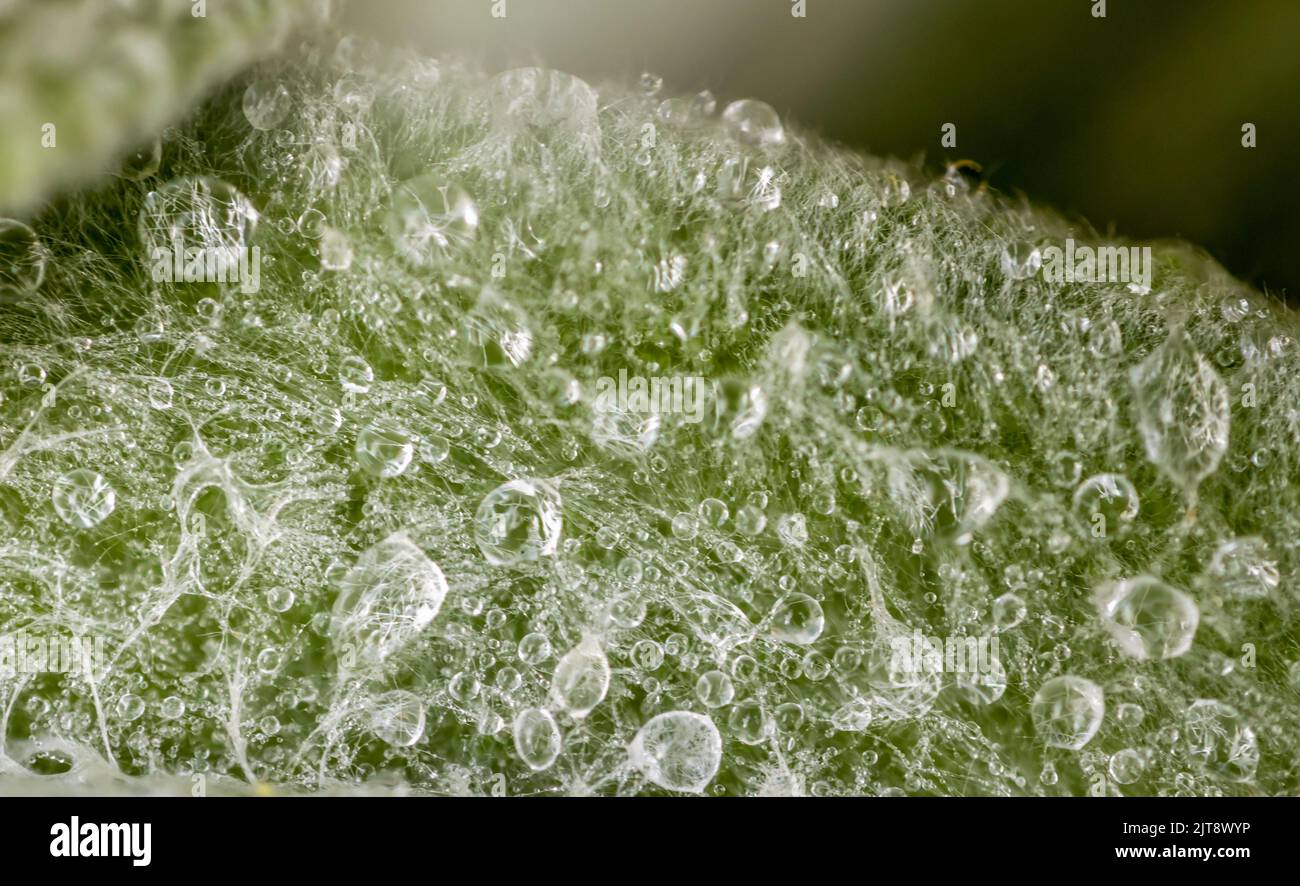 Water Droplets Macro on Fuzzy Lambs Ears Stock Photo - Alamy