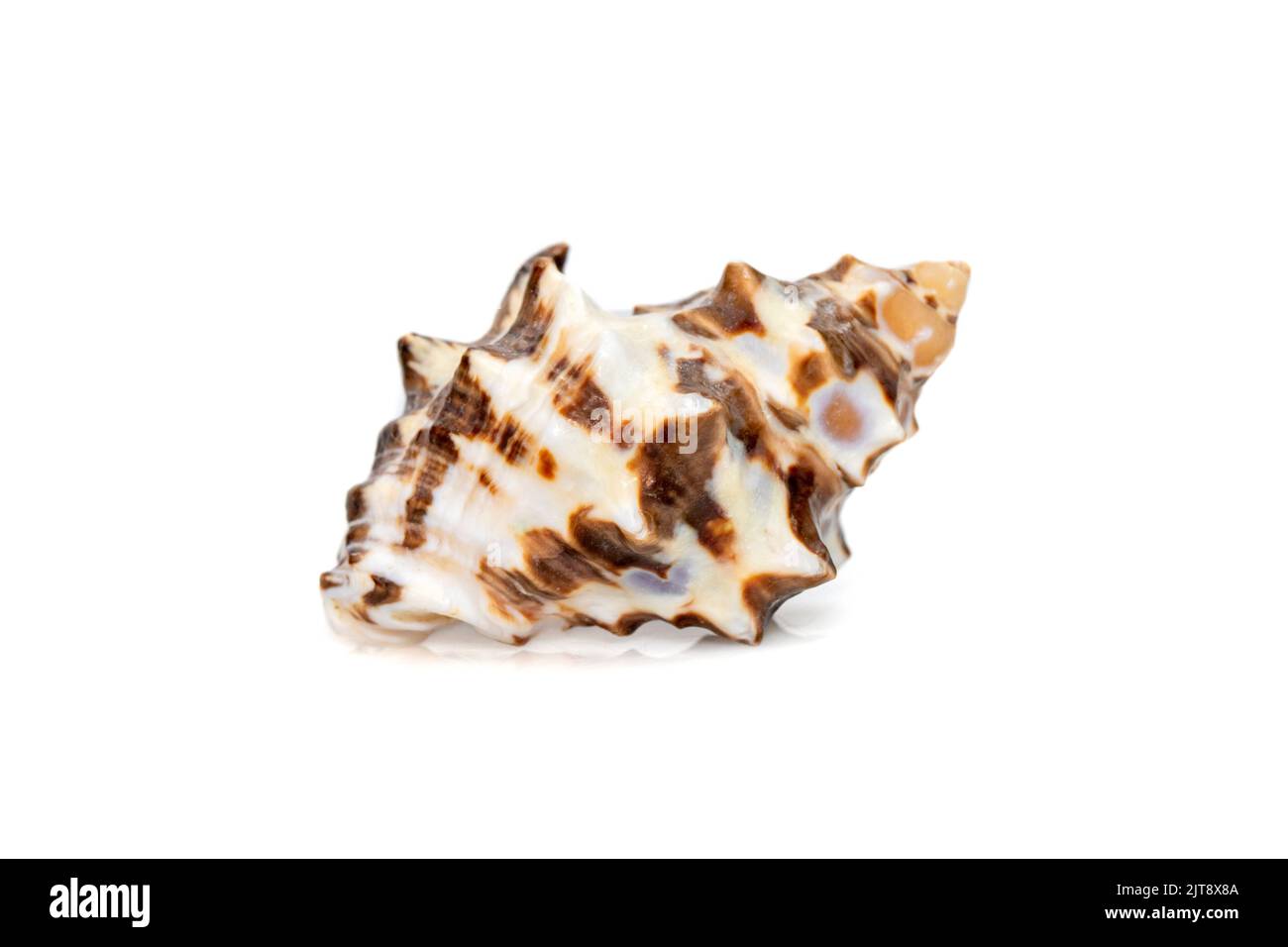 Image of reishia bitubercularis sea shells, common names bituberculate ...