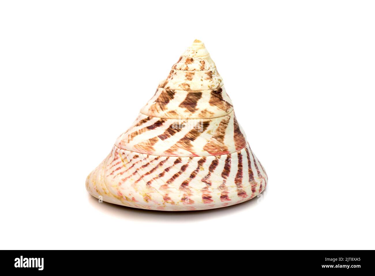 Image of Rochia nilotica, common name the commercial top shell, is a ...