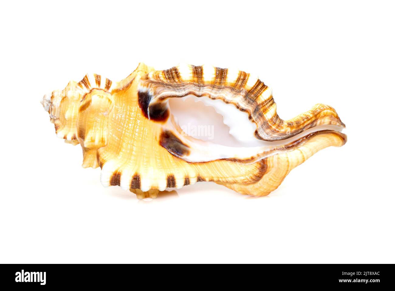 Image of lotoria lotoria sea shells, common name the black-spotted ...