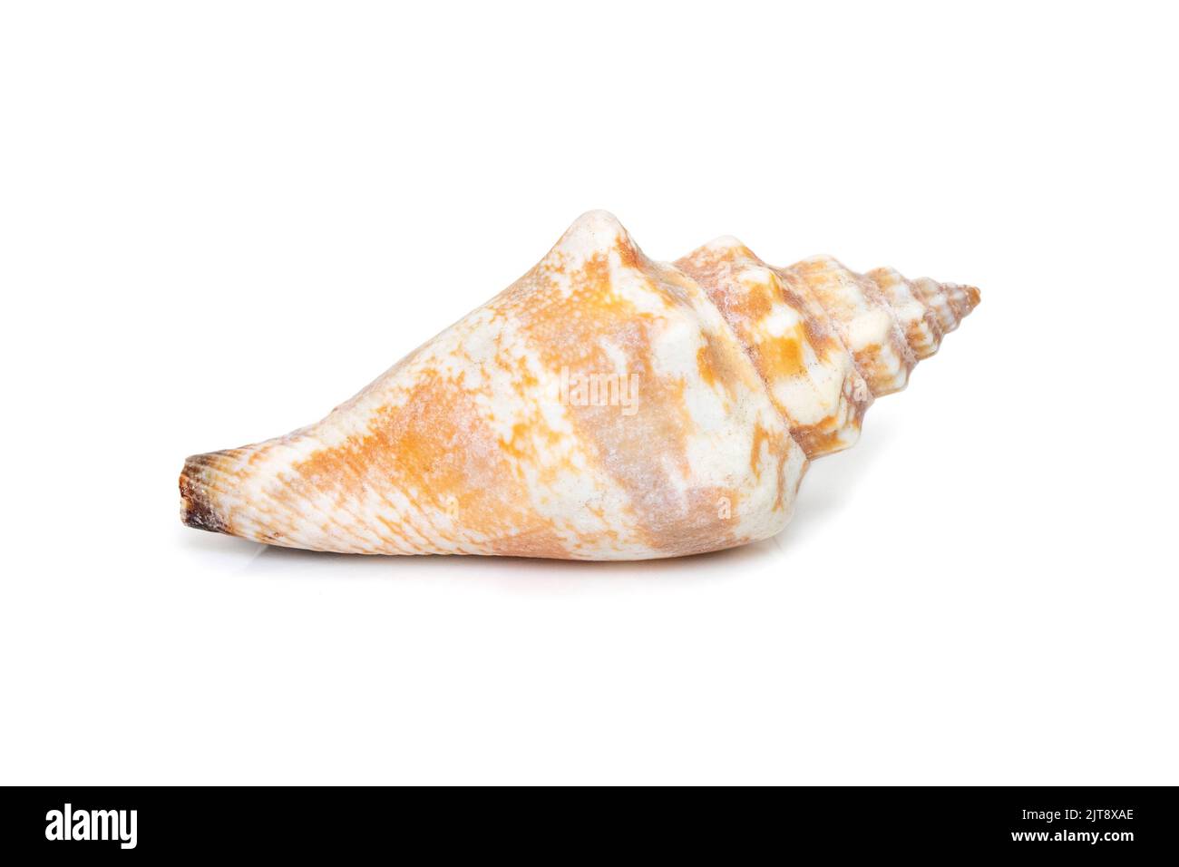 Image of canarium urceus is a species of sea snail, a marine gastropod ...