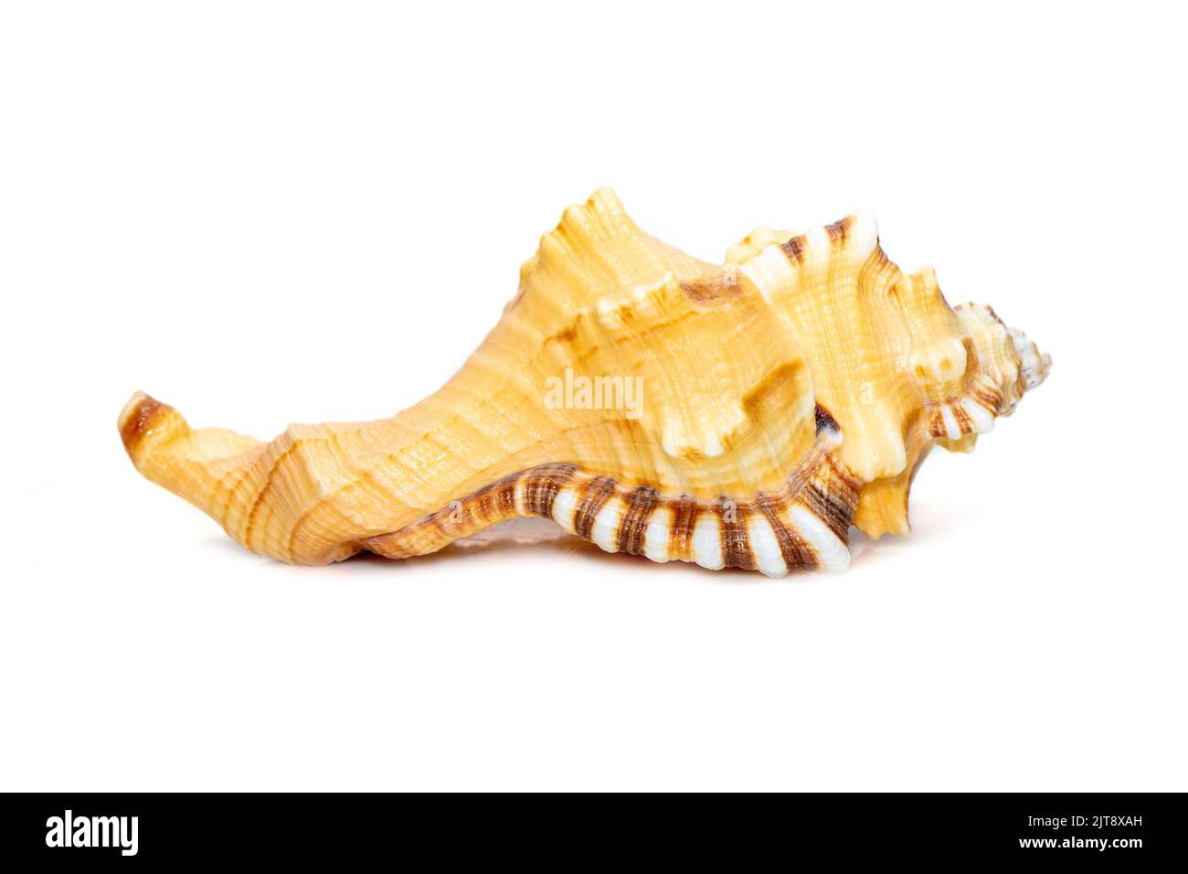 Image of lotoria lotoria sea shells, common name the black-spotted ...