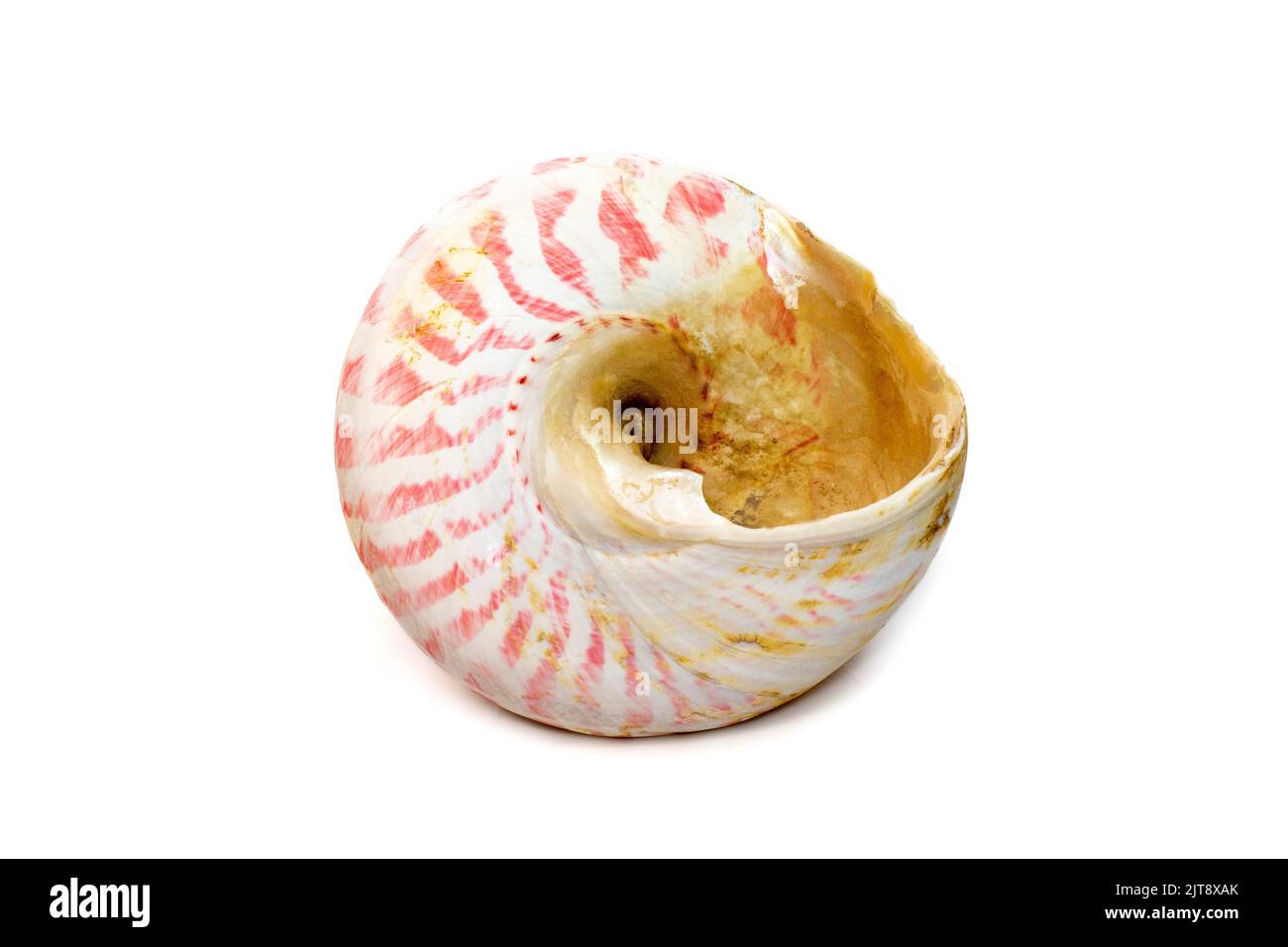 Image of Rochia nilotica, common name the commercial top shell, is a ...