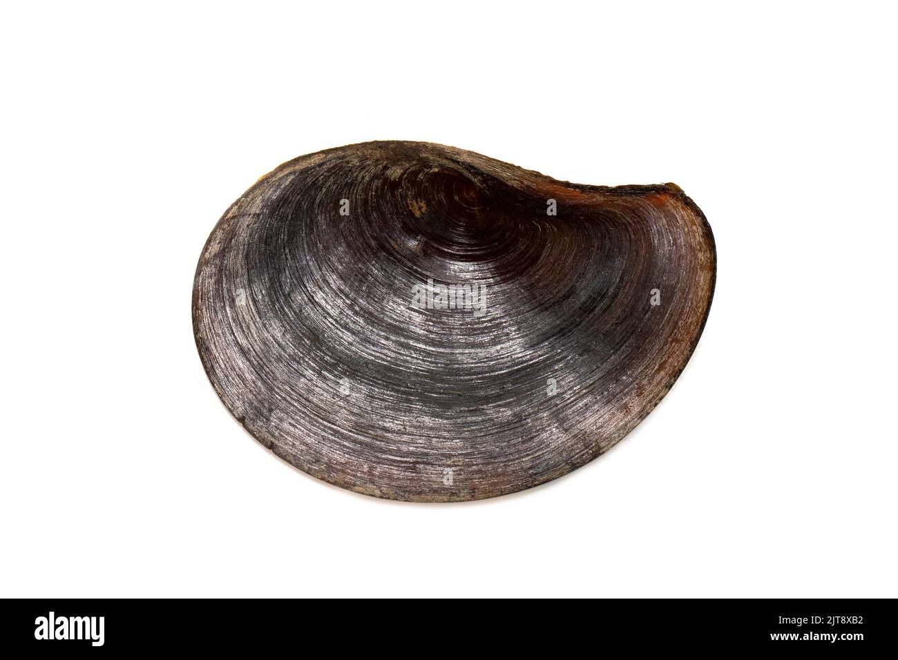 Image of black flat sea shell isolated on white background. Undersea ...