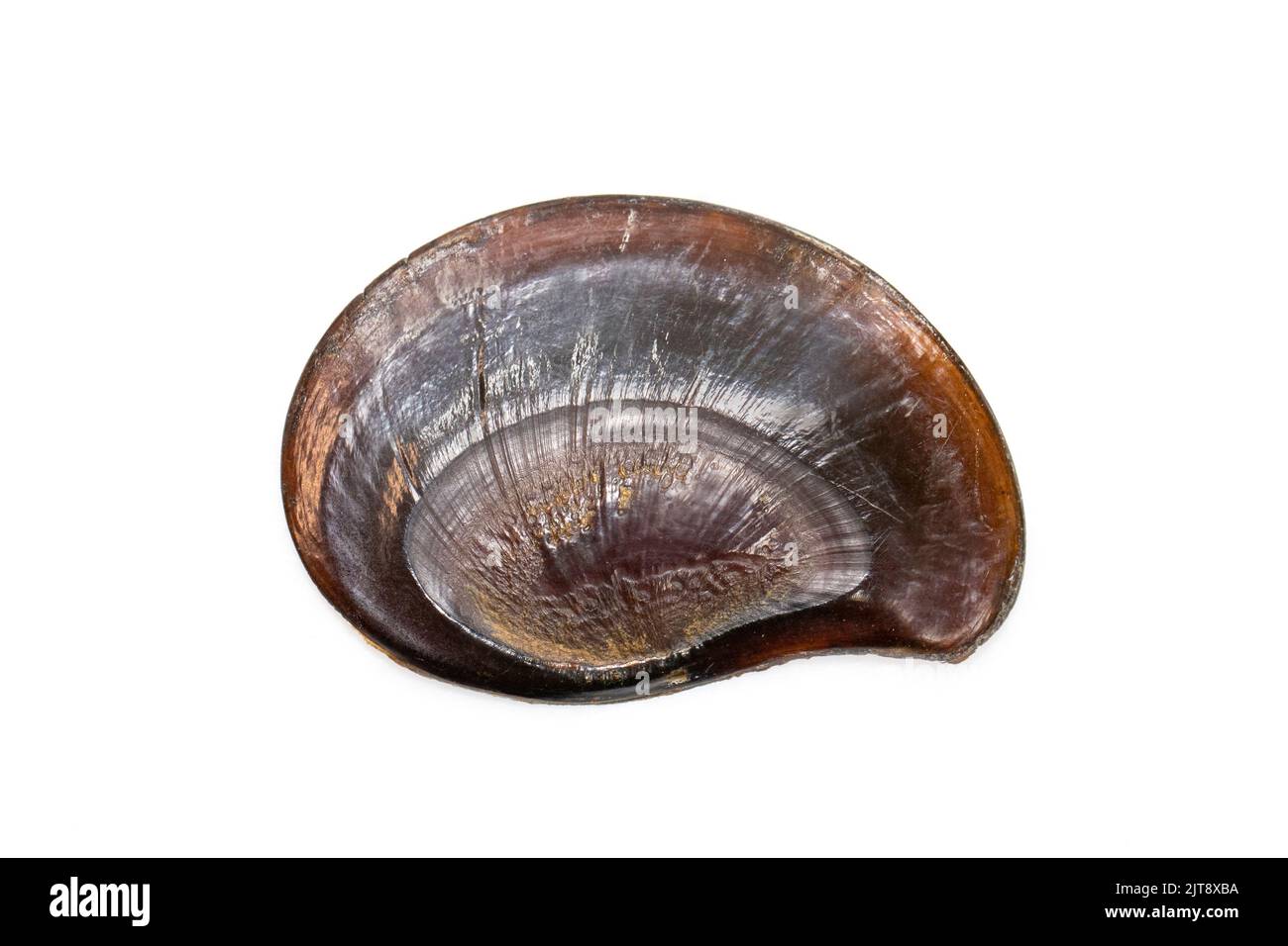 Image of black flat sea shell isolated on white background. Undersea ...