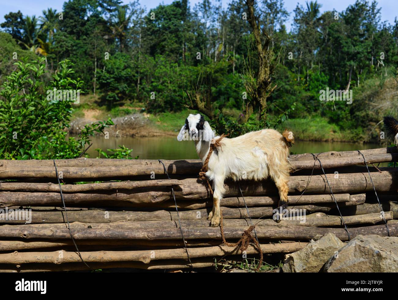 Asian goat hi-res stock photography and images - Alamy