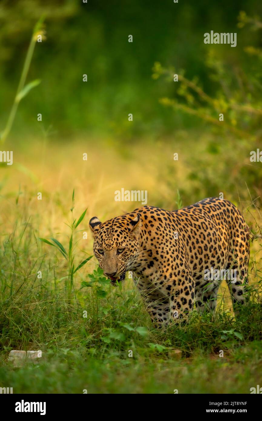 Indian wild male leopard or panther or panthera pardus fusca walking ...