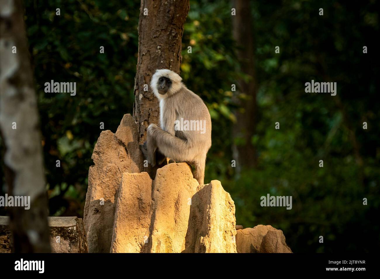 Tarai hi-res stock photography and images - Alamy