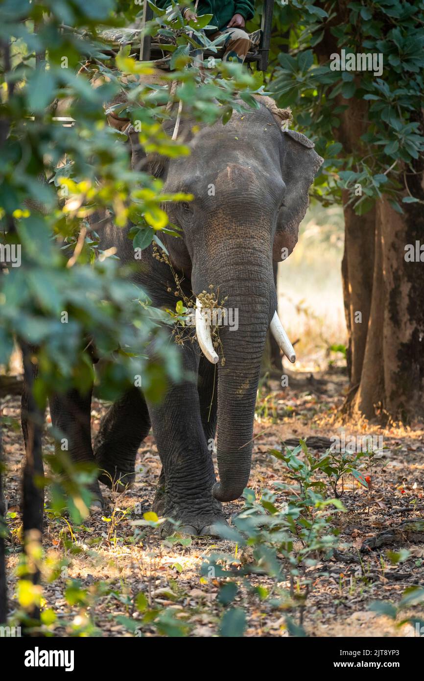 trained asian male elephant or tusker or Elephas maximus indicus head ...