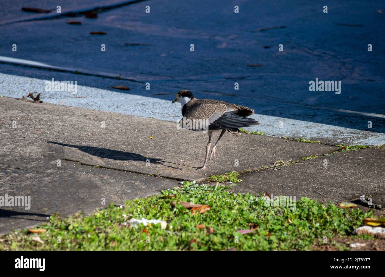 An Australian Masked Lapwing ( Vanellus miles) -juvenile searching for ...