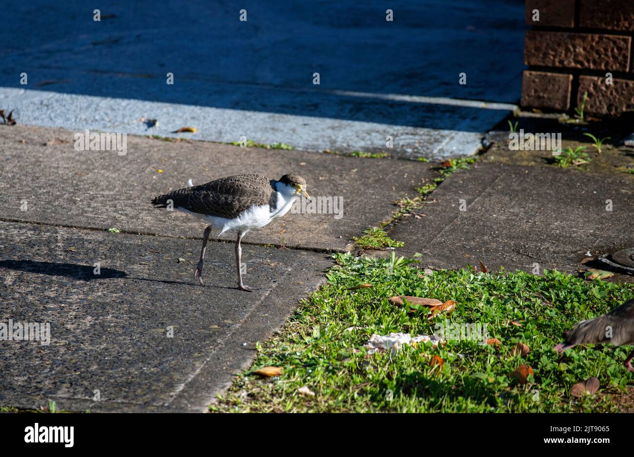 An Australian Masked Lapwing ( Vanellus miles) -juvenile searching for ...