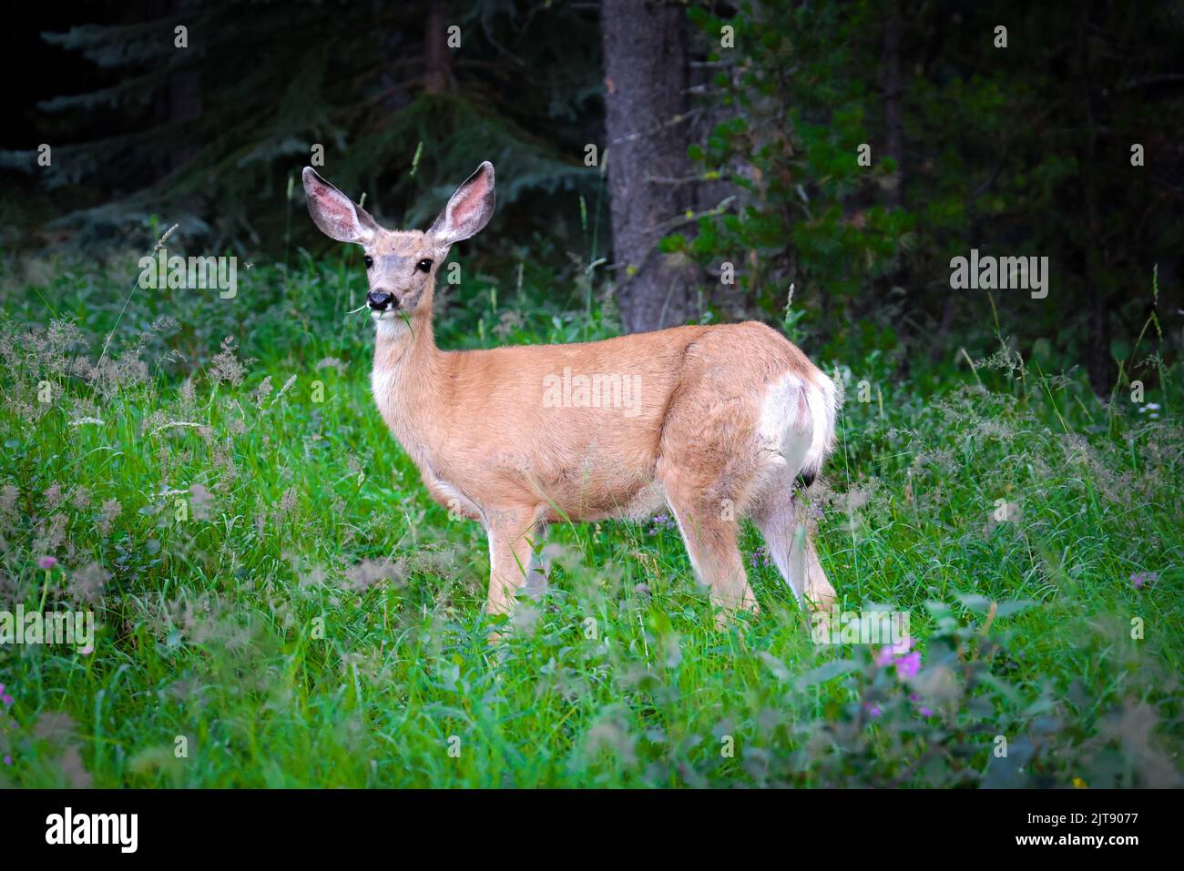 Beautiful white tailed deer Jasper National Park, Canada Stock Photo ...