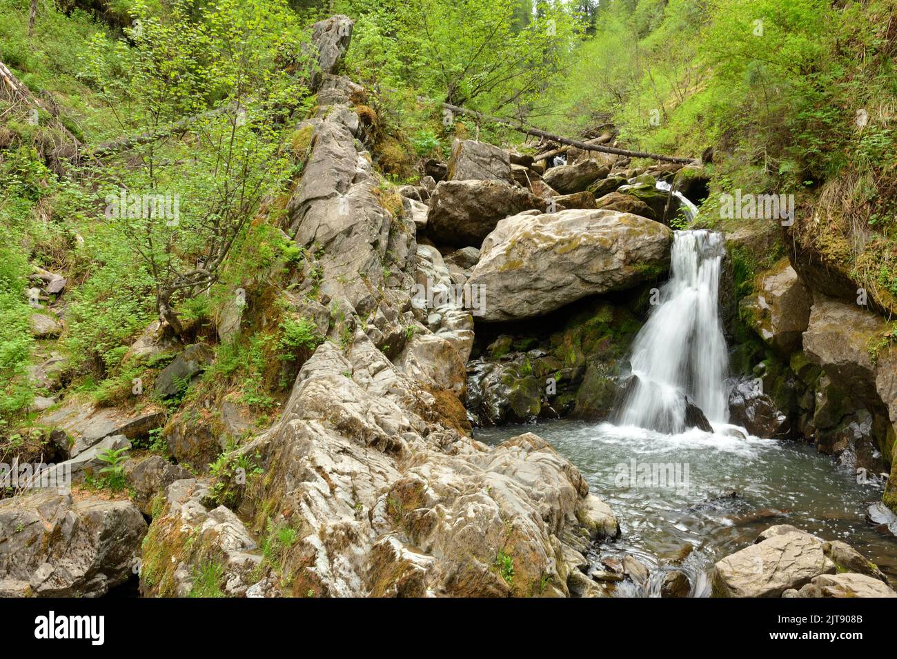 A small waterfall flows into a stone backwater in the morning forest ...