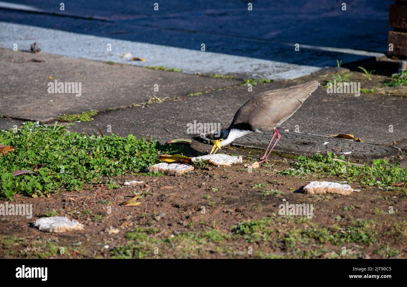 An Australian Masked Lapwing ( Vanellus miles) searching for food in ...