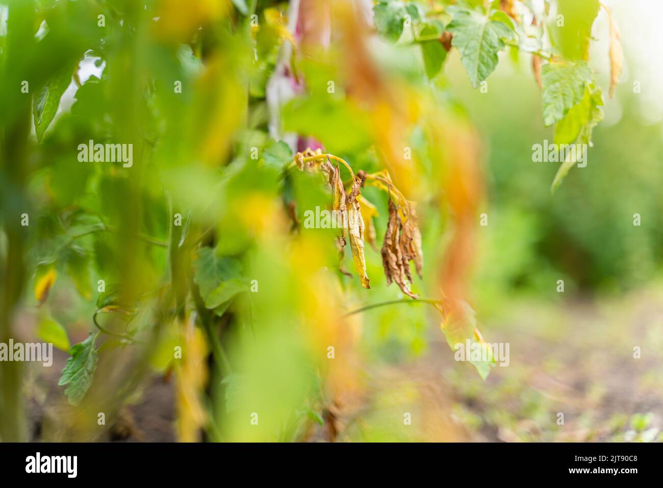 The leaves of a growing tomato are infected with phytophthora close-up ...