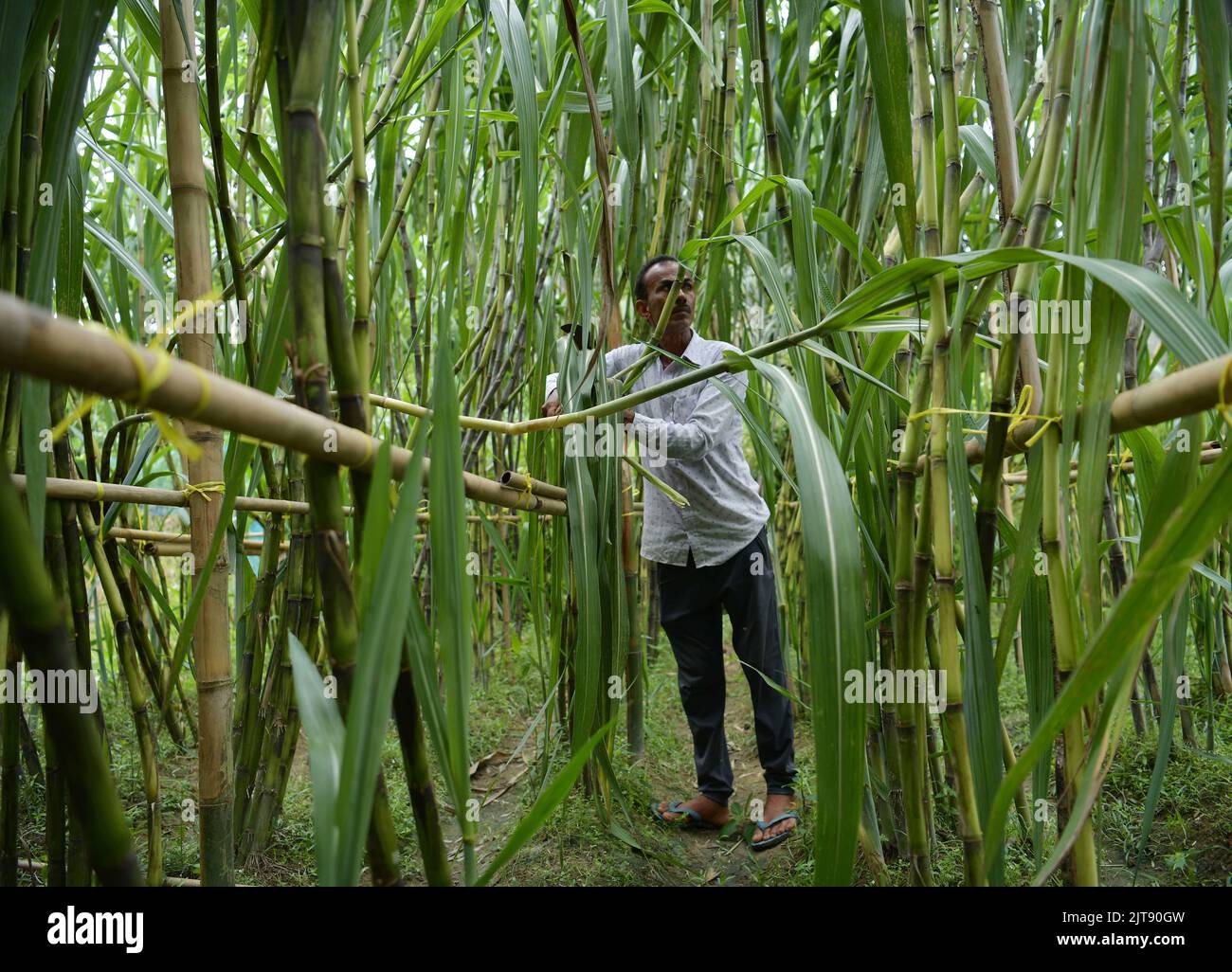 People working at a sugarcane field. Agartala. Tripura, India Stock ...