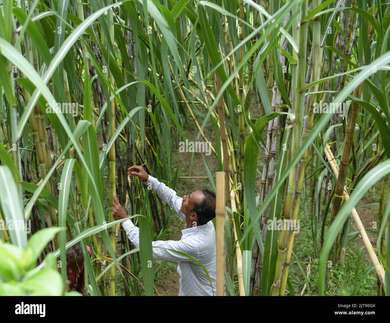 People working at a sugarcane field. Agartala. Tripura, India Stock ...