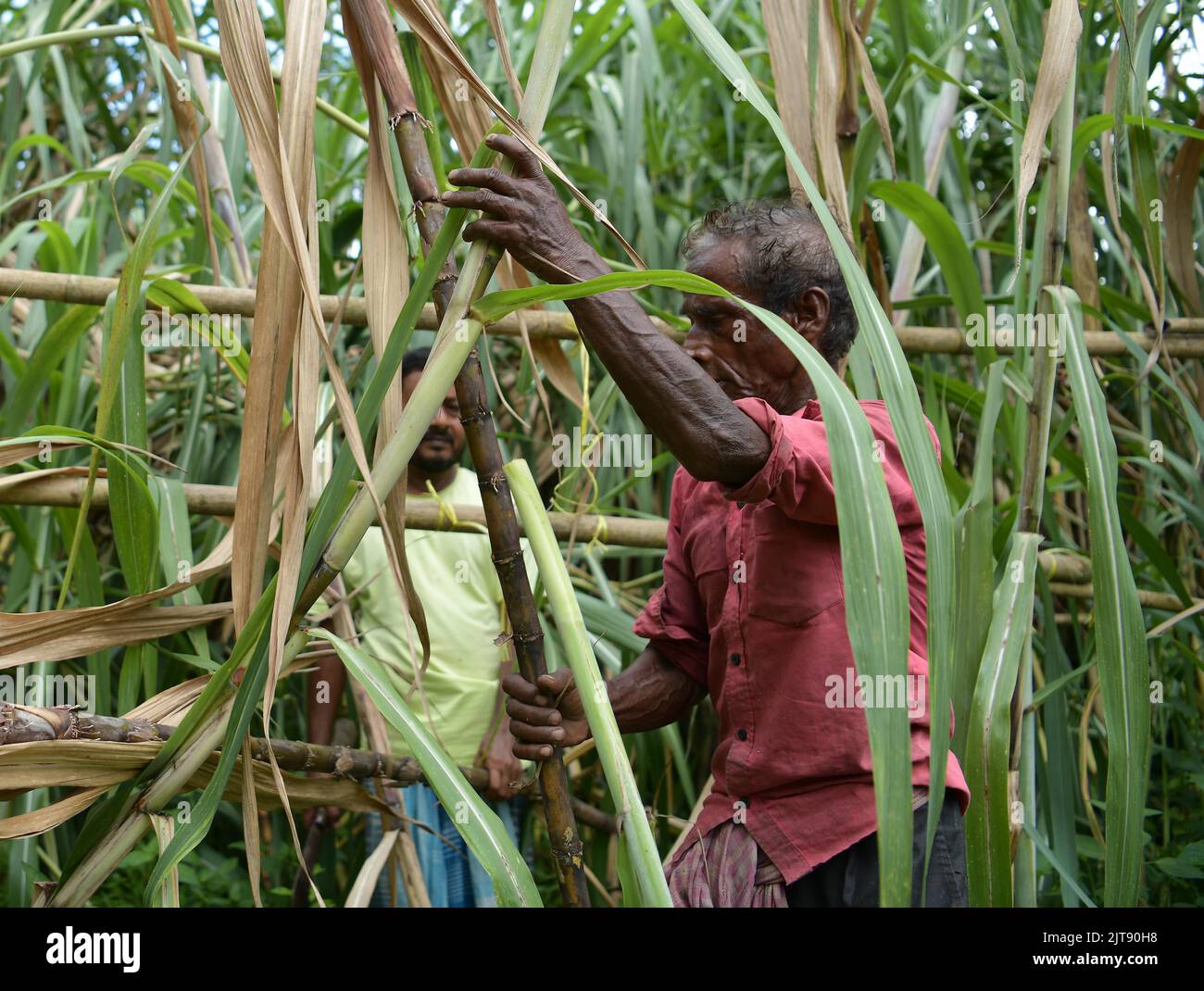 People working at a sugarcane field. Agartala. Tripura, India Stock ...