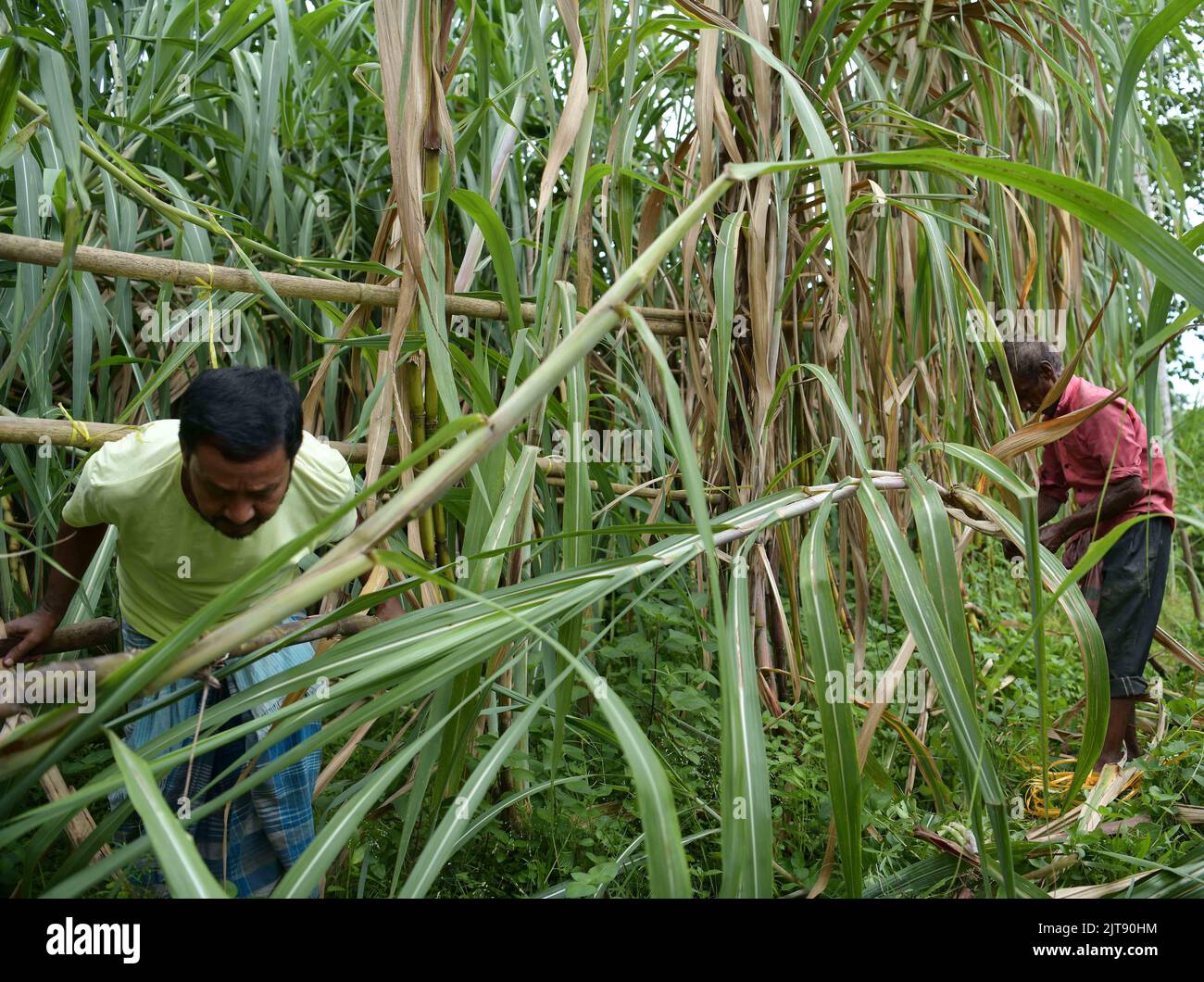 People working at a sugarcane field. Agartala. Tripura, India Stock ...