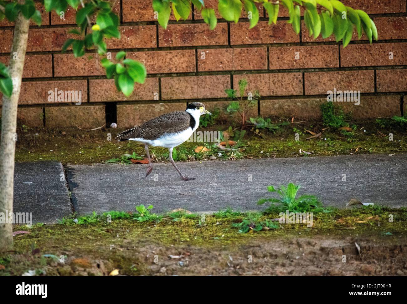An Australian Masked Lapwing ( Vanellus miles) -juvenile searching for ...