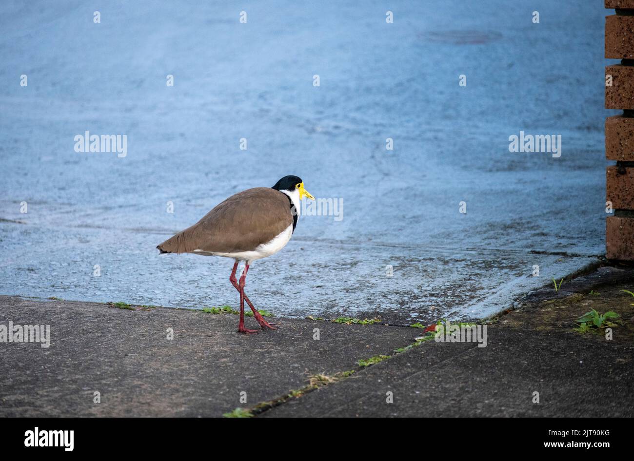 An Australian Masked Lapwing ( Vanellus miles) searching for food in ...