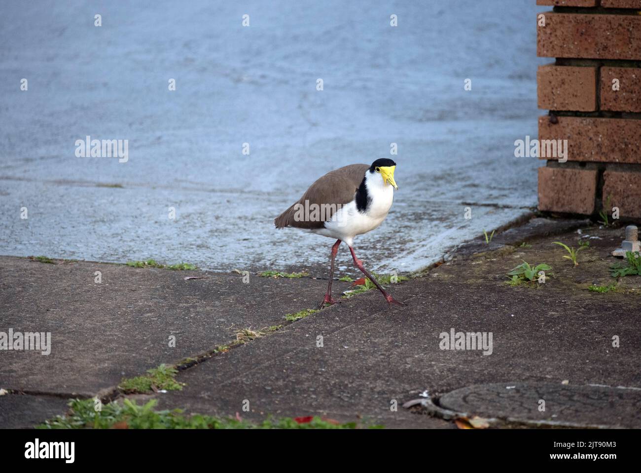 An Australian Masked Lapwing ( Vanellus miles) searching for food in ...
