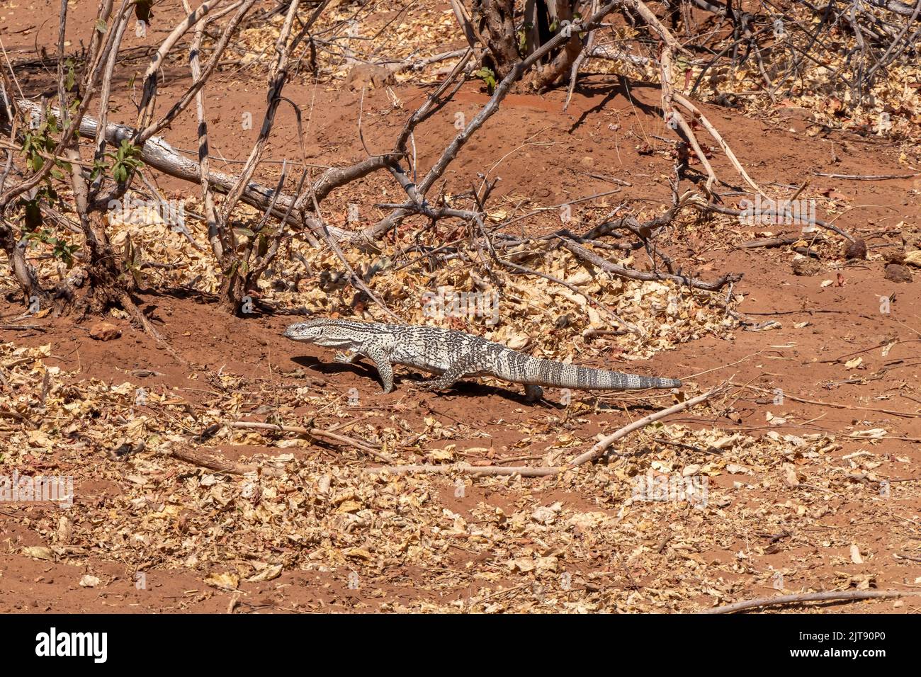 White throat monitor hi-res stock photography and images - Alamy
