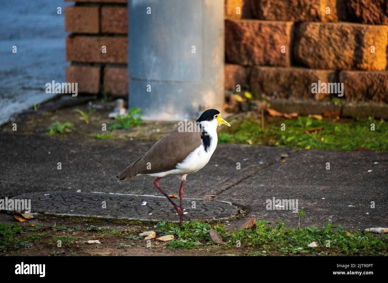 Close-up of an Australian Masked Lapwing ( Vanellus miles) in Sydney ...