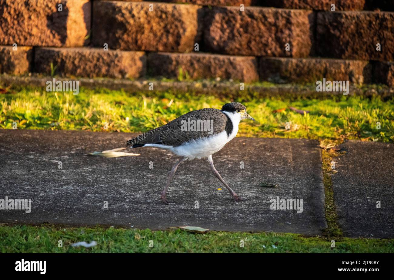 An Australian Masked Lapwing ( Vanellus miles) -juvenile searching for ...