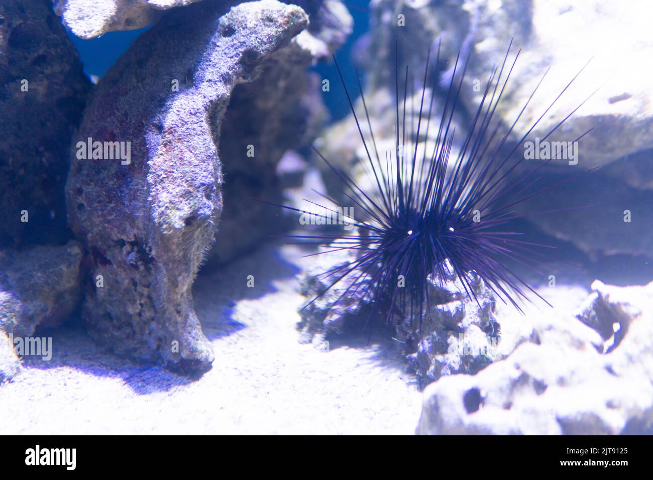 Background ocean illustration isolated echinus marine sea seaweed water ...