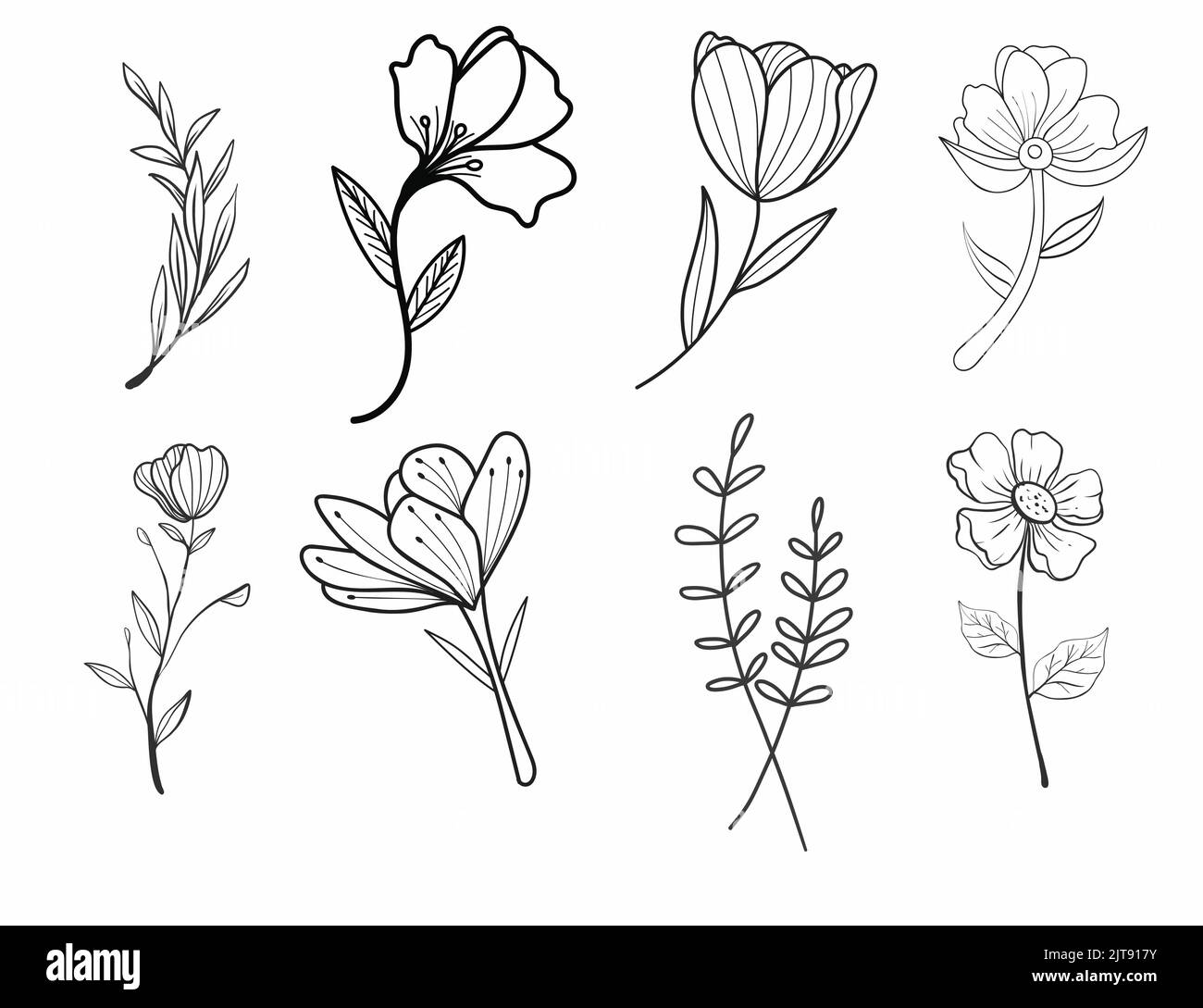 botanical vector flower black outline hand drawn floral illustration ...