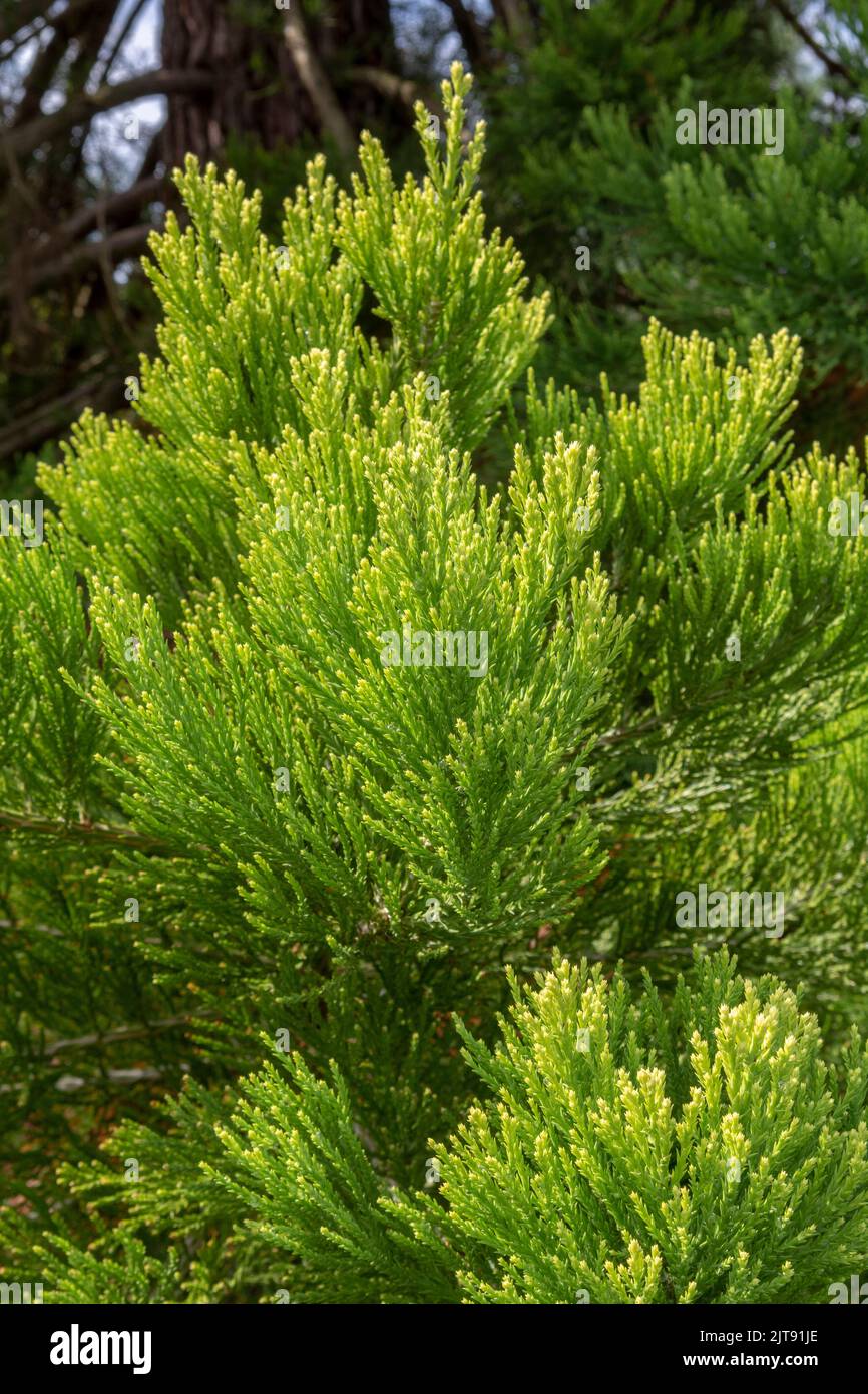 Giant sequoia green leaves and branches. Sequoiadendron giganteum or ...